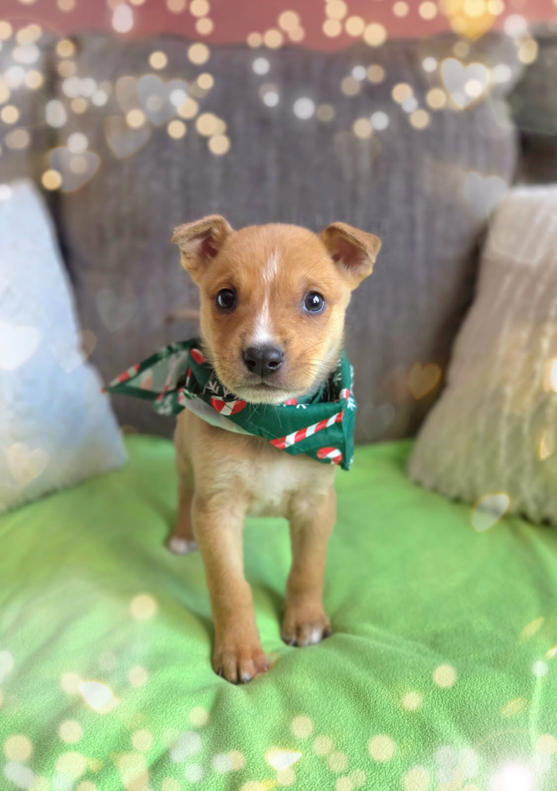 Grimm the Pittie/Lab Mix — From Tiny Survivor to Your Forever Cuddle ...