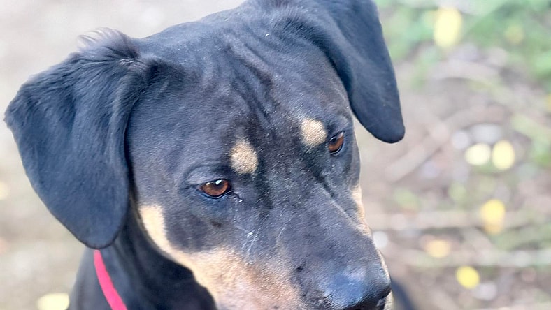 Max, A Friendly Rottweiler Mix Ready for His Forever Home - Rocky Kanaka