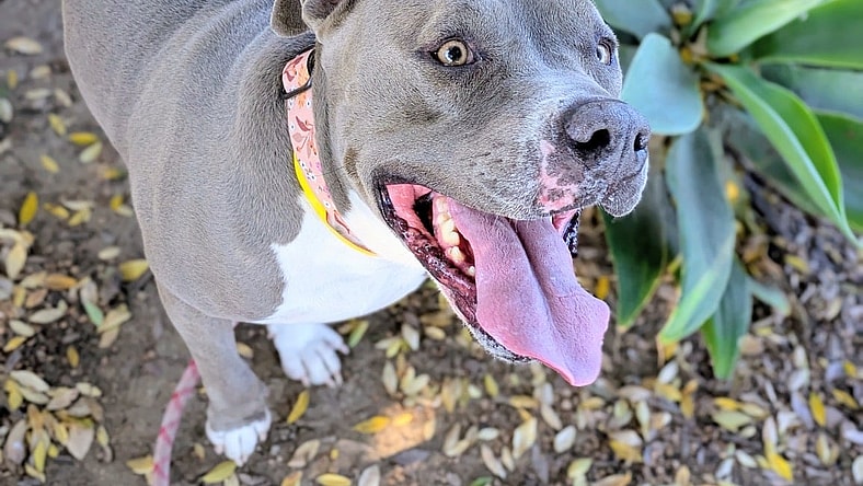 Mocka, A Friendly Pit Bull Mix Ready to Share Her Joy - Rocky Kanaka