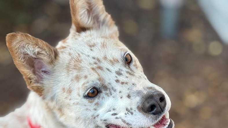 Pebbles, An Australian Cattle Dog Mix With a Shy Heart, Ready to ...