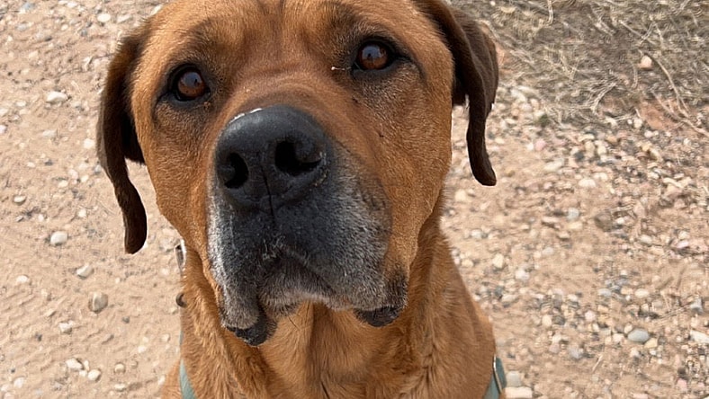 Rev Gentle, Big-Hearted Boy Ready to Share His Love and Be Your Loyal ...