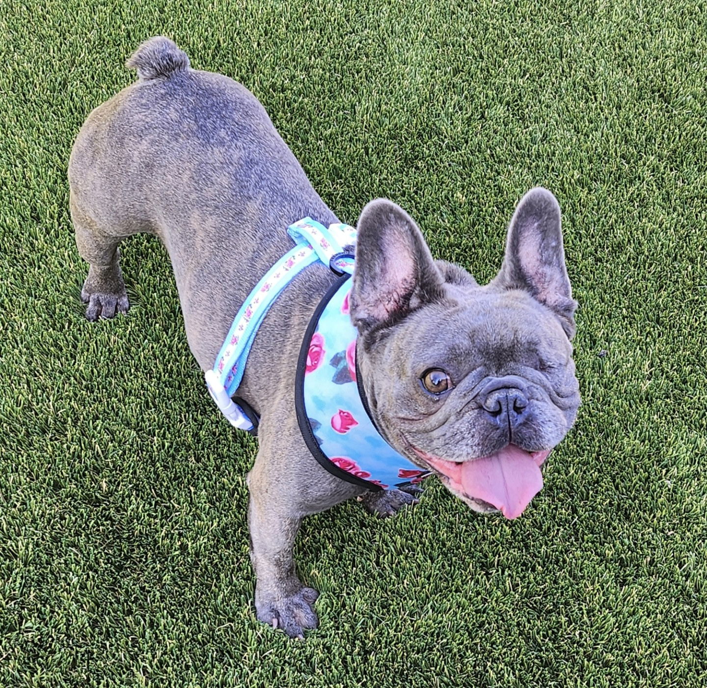 Bella the One-Eyed Frenchie Girl Is Ready for a Loving Forever Home ...
