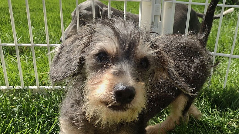 Axel, Dachshund Mix, Full of Zoomies and Big Puppy Dreams is Ready for ...