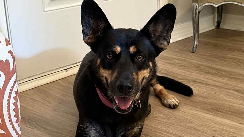 Daisy — German Shepherd Mix Stray Looking for a Loving Home - Rocky Kanaka
