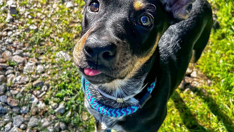 Clover Puppy Sweet and Curious Companion Waiting to Share Her Love ...