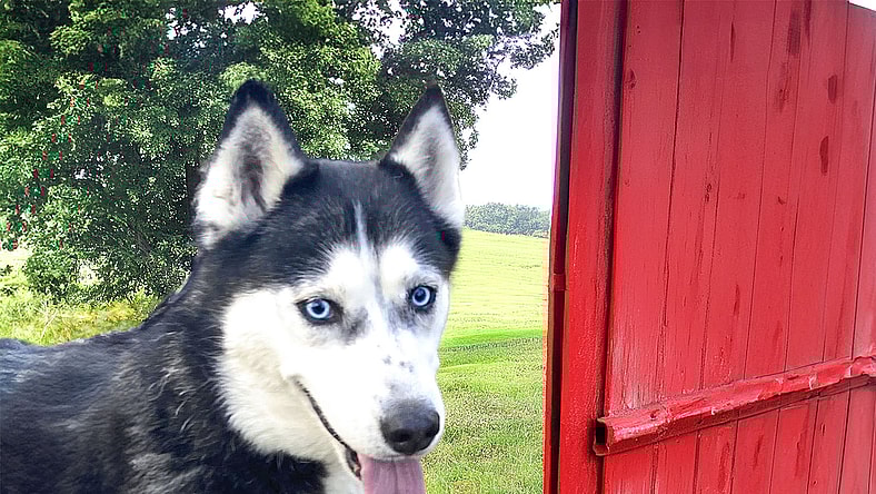 Electra, A Husky Mix is a Social Sweetheart Ready for Her New Family ...