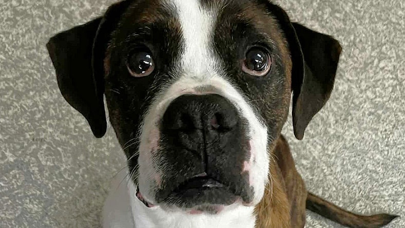 Hercules, Boxer Mix, A Loyal Love Bug Ready for His Forever Couch—Meet ...