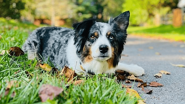 Tokyo, Australian Shepherd Mix With A Stunning Blue Merle Coat, Could ...