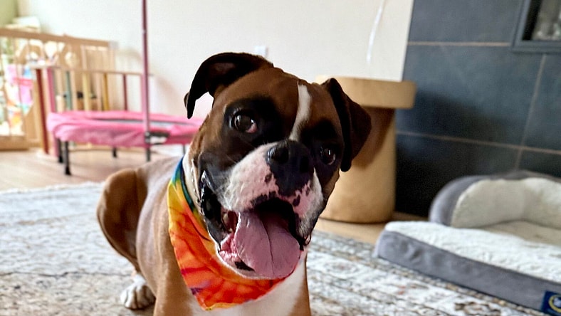 Thorpe – Fun-Loving Boxer Boy Who Will Make You Smile - Rocky Kanaka