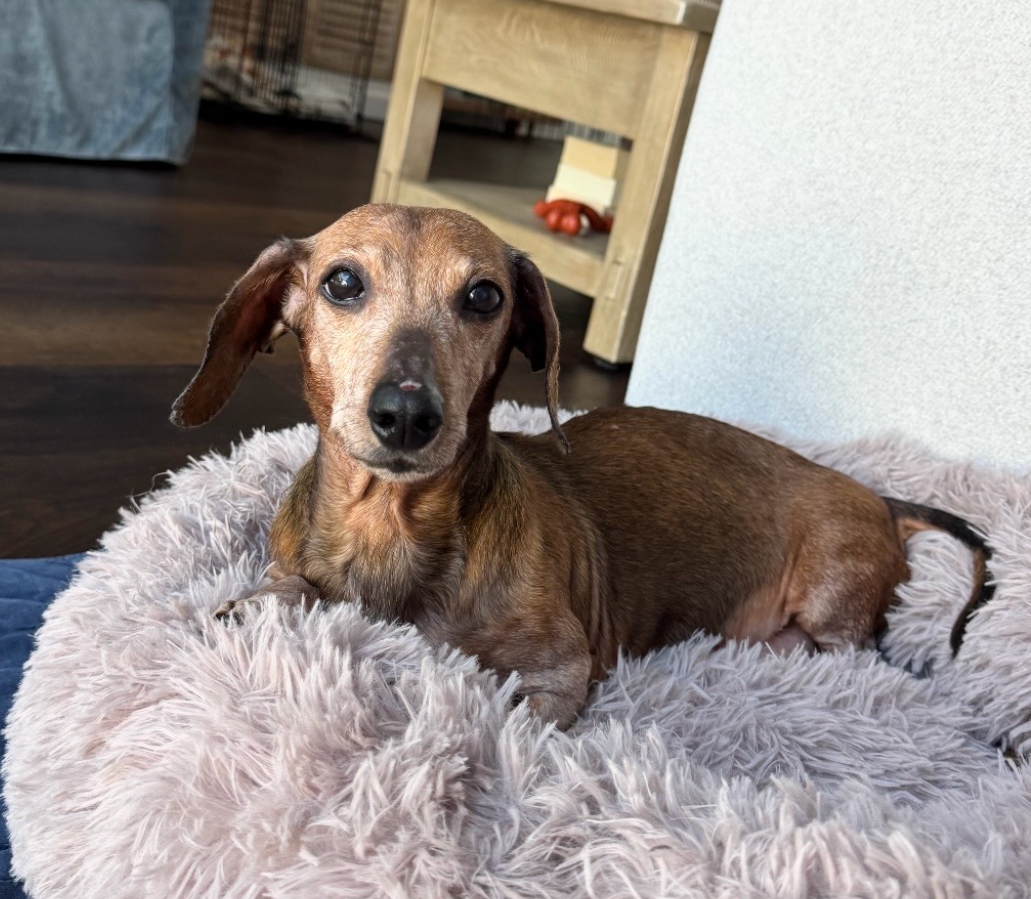 Moose, Dachshund Mix, A Senior Gentleman with a Spunky Spark is Ready ...