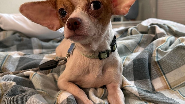Sebastian, A Chihuahua Mix Who is Full of Curiosity, Love and Loyalty ...