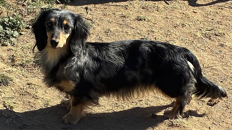 Cleo, Dachshund Mix Has A Gentle Soul Looking for a Calm, Loving Home ...