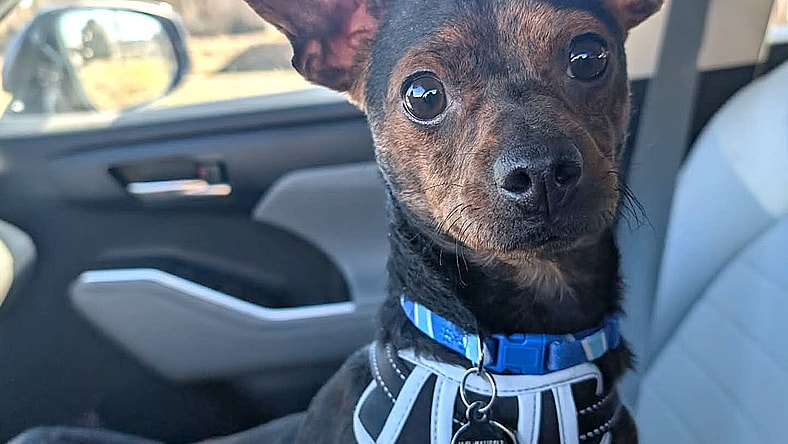 Rick, A Chihuahua Mix is A Playful and Affectionate Boy Looking For His ...