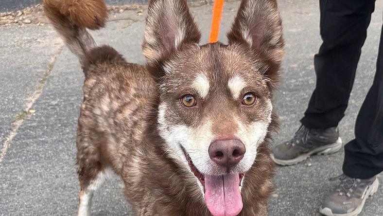 Benny – A Husky Mix is a Gentle Soul Ready to Share His Golden Years ...