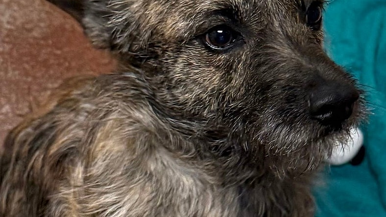 Jax, A Smart, Goofy Terrier Mix is Ready to Be Your One-and-Only ...