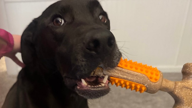 Onyx (aka Goose), Playful and Loving Companion Looking for His Forever ...