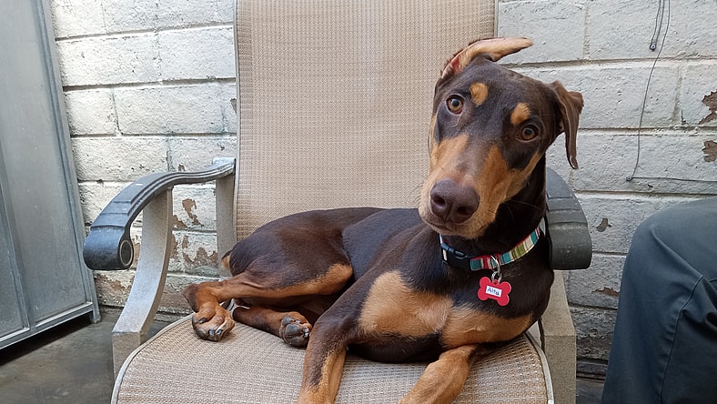 Alta the Doberman Is a Gentle, Loving Young Girl Ready for Her Forever ...