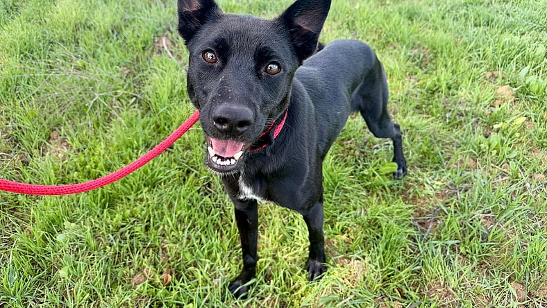 Nacho Bell Grande (Belle) the Shepherd Mix Came in as a Stray—Could You ...