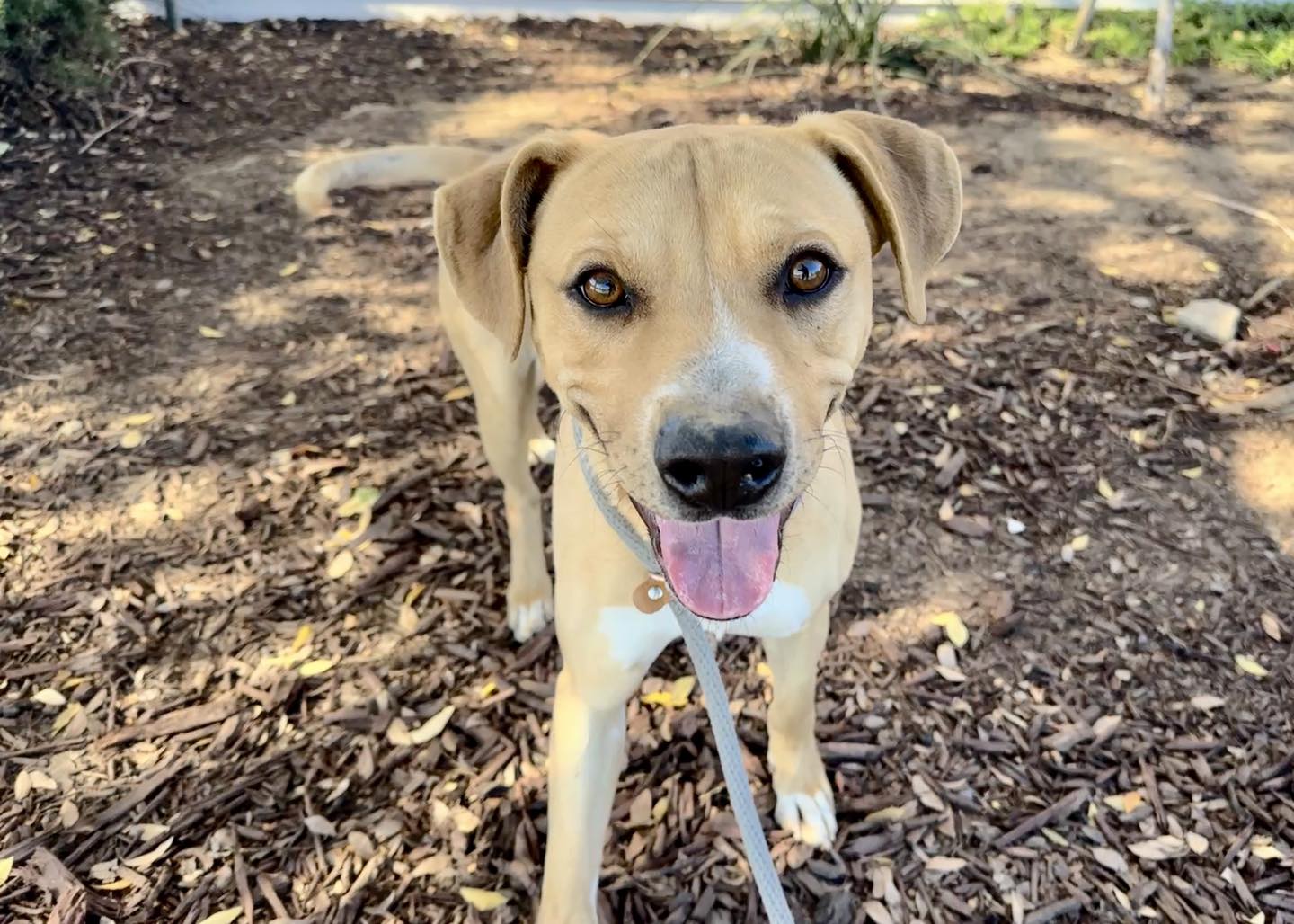 After a Year in a Home, Bogart Is Back—and Still Waiting to Be Chosen ...