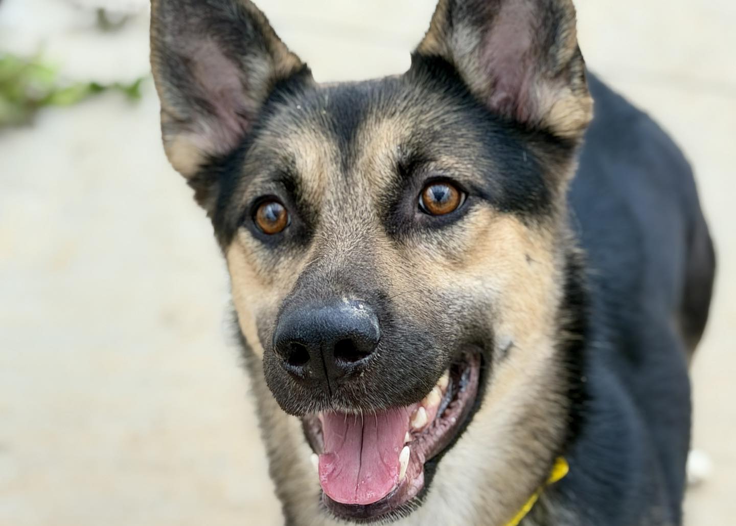 Cha Cha, Playful Young Shepherd Ready to Dance Into Your Heart—Will You ...