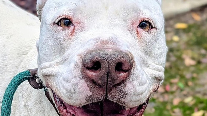 Cupcake, American Bulldog Mix Stray — Ready to Sprinkle Your Life With ...
