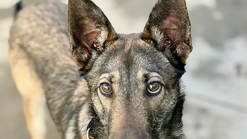 Duke the Shepherd/Terrier Mix Puppy Is Ready to Steal Your Heart ...