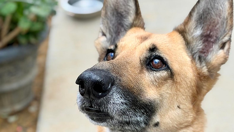 Meet Ella, The Gentle German Shepherd Mix—Could You Be Her Forever ...