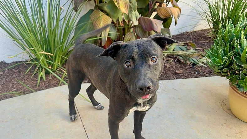 This Energetic Pit Bul Mix Is Ready to Bring Fun and Cuddles to Your ...