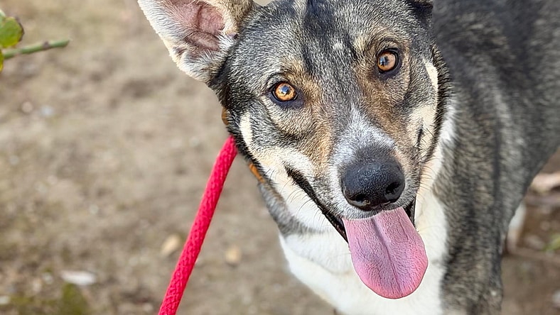 Hans the Shepherd Mix Was Found Stray—Now He’s Ready to Be Someone’s ...