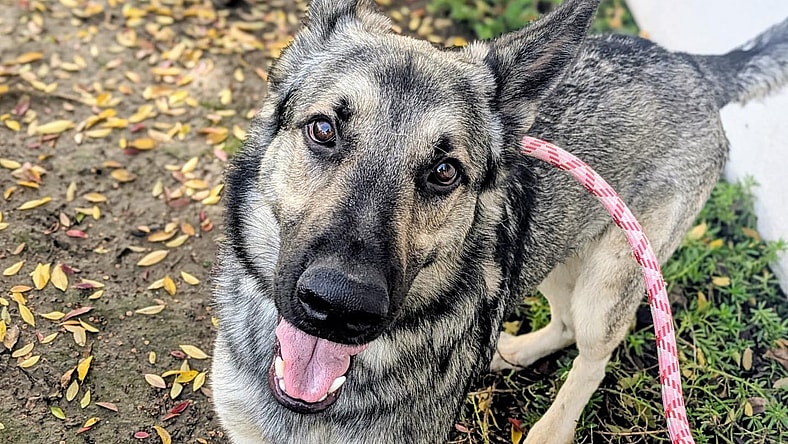 Jumanji, Sweet German Shepherd Ready to Find His Forever Family—Could ...