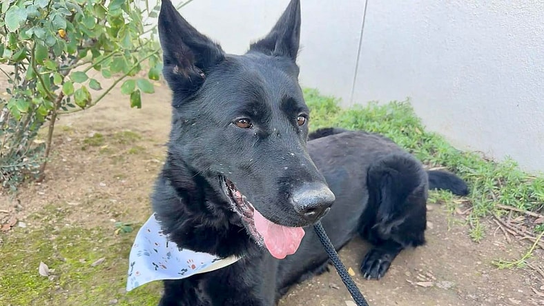 Luna German Shepherd Owner Surrender Ready to Go Home—Come Meet Her ...