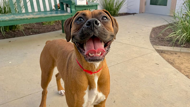 Moxie the Boxer Is a Playful Sweetheart Ready to Steal Your Heart ...