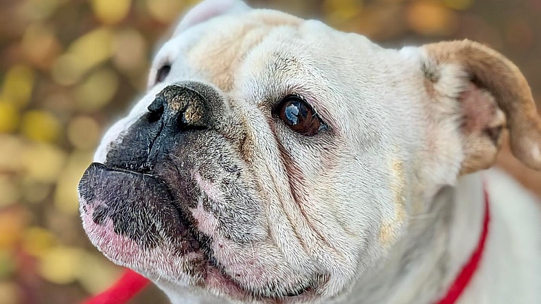 Nacho Fries, An English Bulldog Mix is a Sweet Stray Looking for Her ...