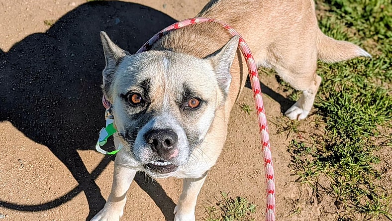 Nugget the French Bulldog Mix Is a Sweet, Gentle Girl Ready for Her ...