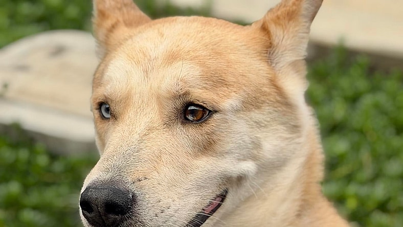 River, Handsome Husky Mix Ready to Bring Playful Energy to Your Home ...