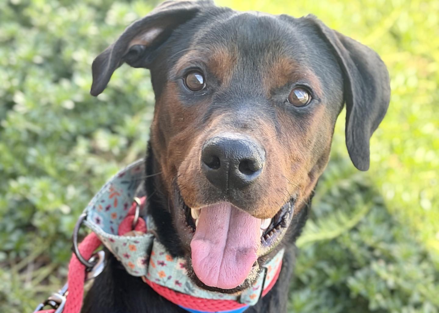 Smokey the Rottweiler Mix Is a Playful Young Pup Ready to Steal Your ...