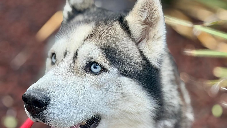 Theo, The Happy Husky Mix—Could You Be His Forever Family? - Rocky Kanaka