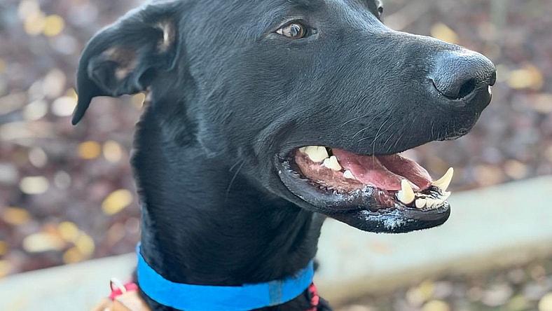 e’s Only 11 Months Old and Already Stealing Hearts: Meet Zepplin ...