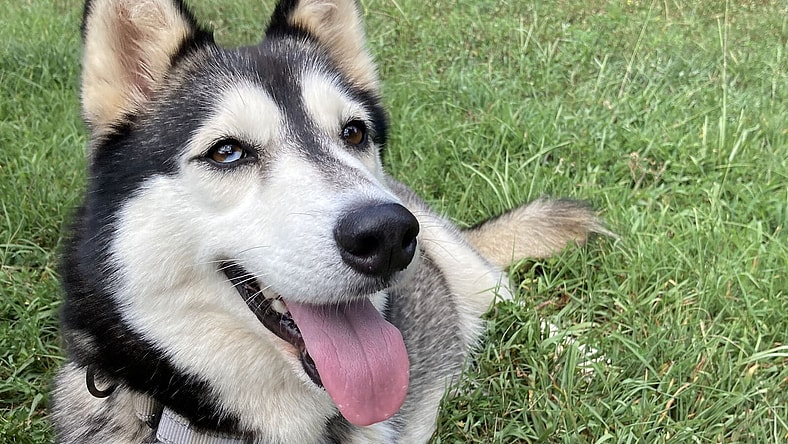 Luna the Siberian Husky: Supermom, Kiss Distributor, and Fluffiest ...