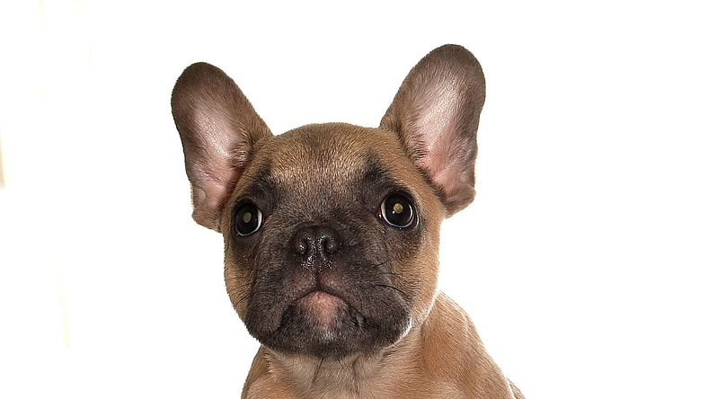 This French Bulldog Pup Is Ready to Steal Hearts—Meet Pierre - Rocky Kanaka