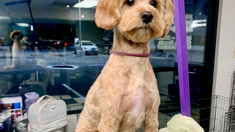 Meet Reggie: The Gorgeous Champagne Poodle Pup Ready to Steal Your ...