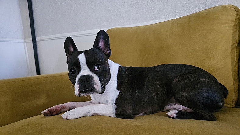 Meet Leo: This Boston Terrier’s Playful Energy and Toy Obsession Will ...