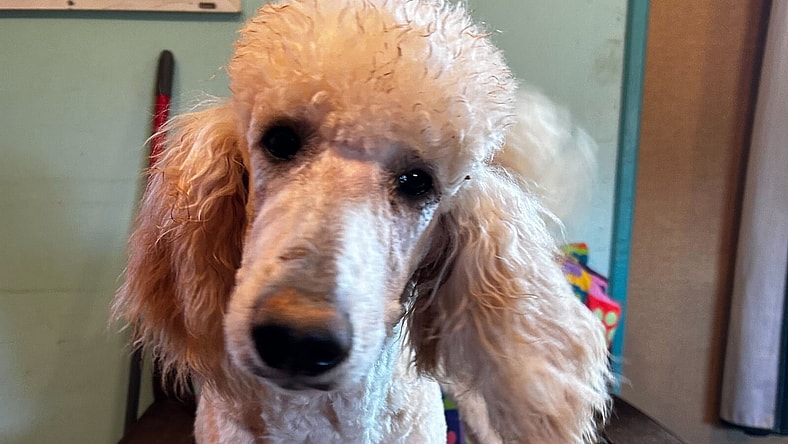 This Lively Standard Poodle Puppy Is Bursting With Energy—Meet Cinnamon ...
