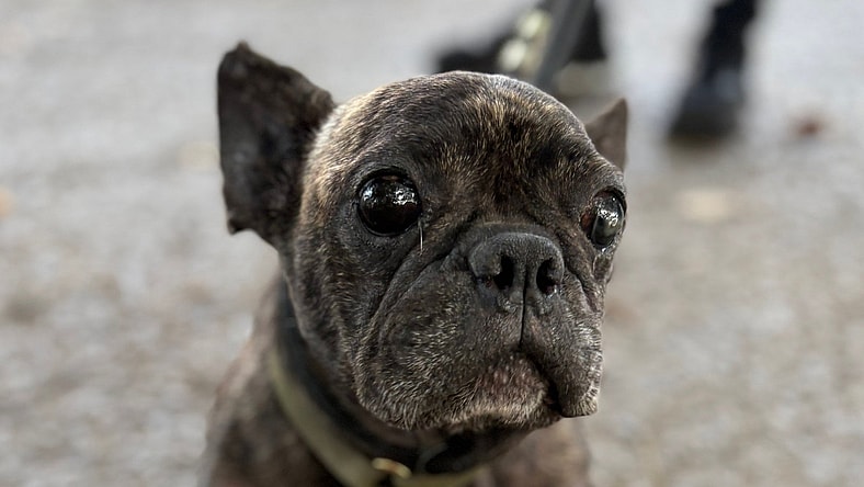 This 2-Year-Old French Bulldog Is the Perfect Mix of Playful Energy and ...