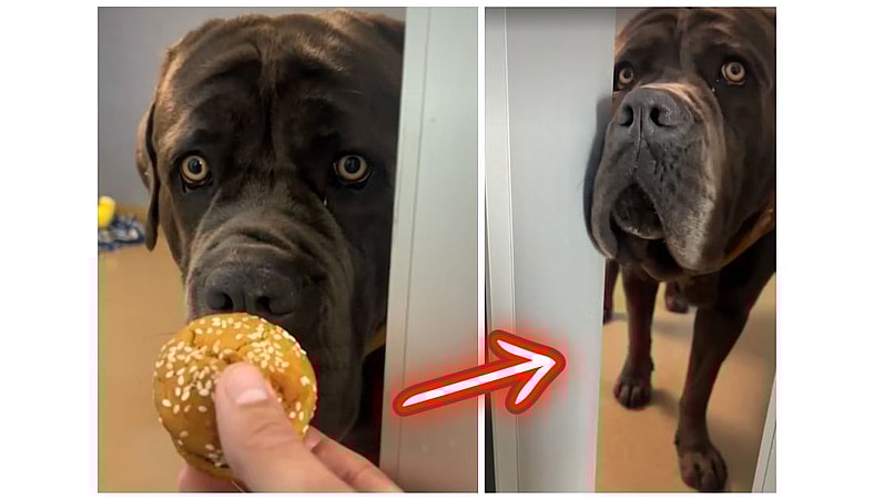 why do dogs make guilty faces