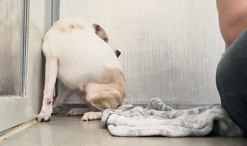 animal release gone wrong