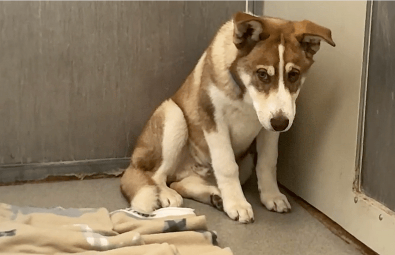 Watch the Moment Sad Husky Puppy WAGS His Tail For the FIRST Time ...
