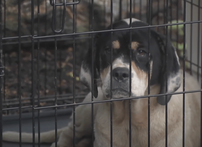 He Kept Dozens OF Dogs in Filth—Now He Wants Them Back. We Can’t Let ...