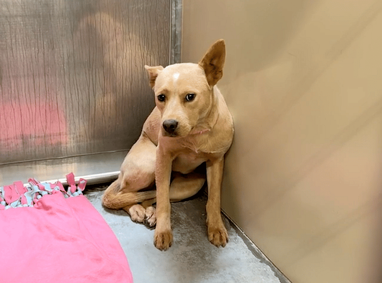 Dixie Was Too Scared to Trust—Then She Found Her Voice in the ...