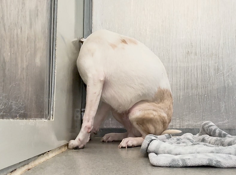 physical signs of inbred dogs